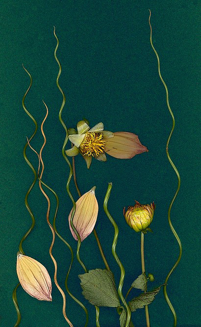 Marty Klein - scanography - scannography - ScanArt - Scanner Art